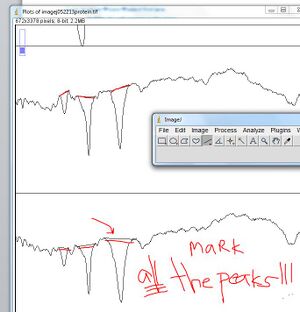 Protein Quantification Using ImageJ - OpenWetWare