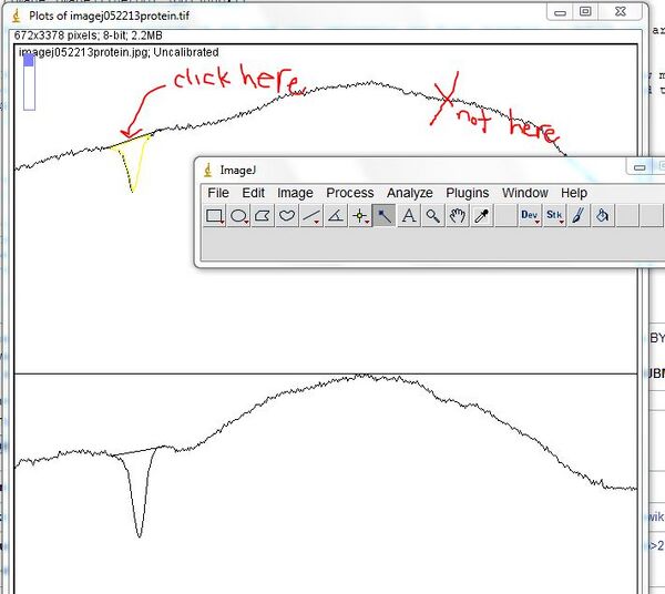 Protein Quantification Using ImageJ - OpenWetWare